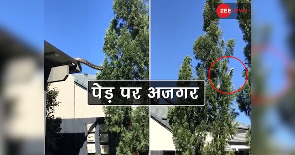 dangerous python: 16 feet long snake climbs the tree from the house ...