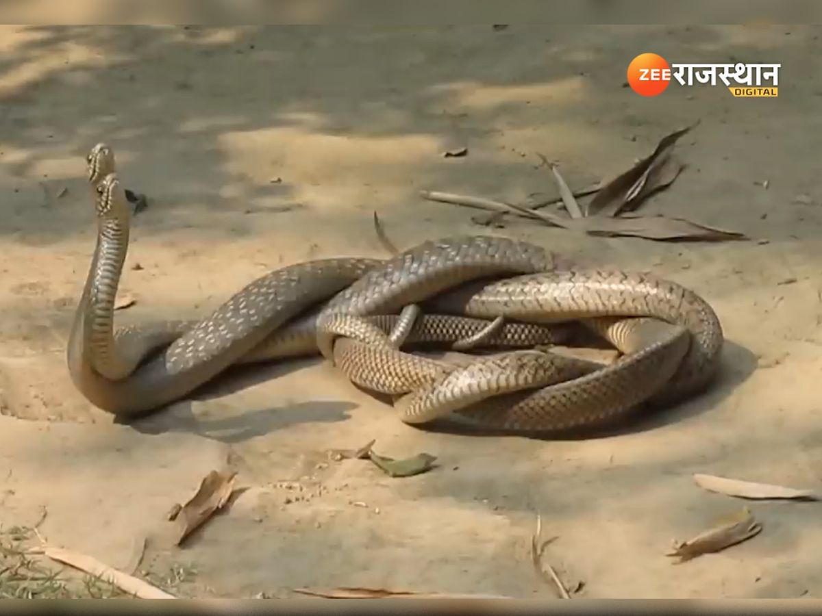 Snake meeting video went viral on internet watch cobra romance| [Alia ...
