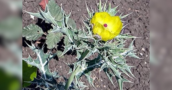 Medicinal use of Satyanashi Plant know How to Grow | Satyanashi Plant ...