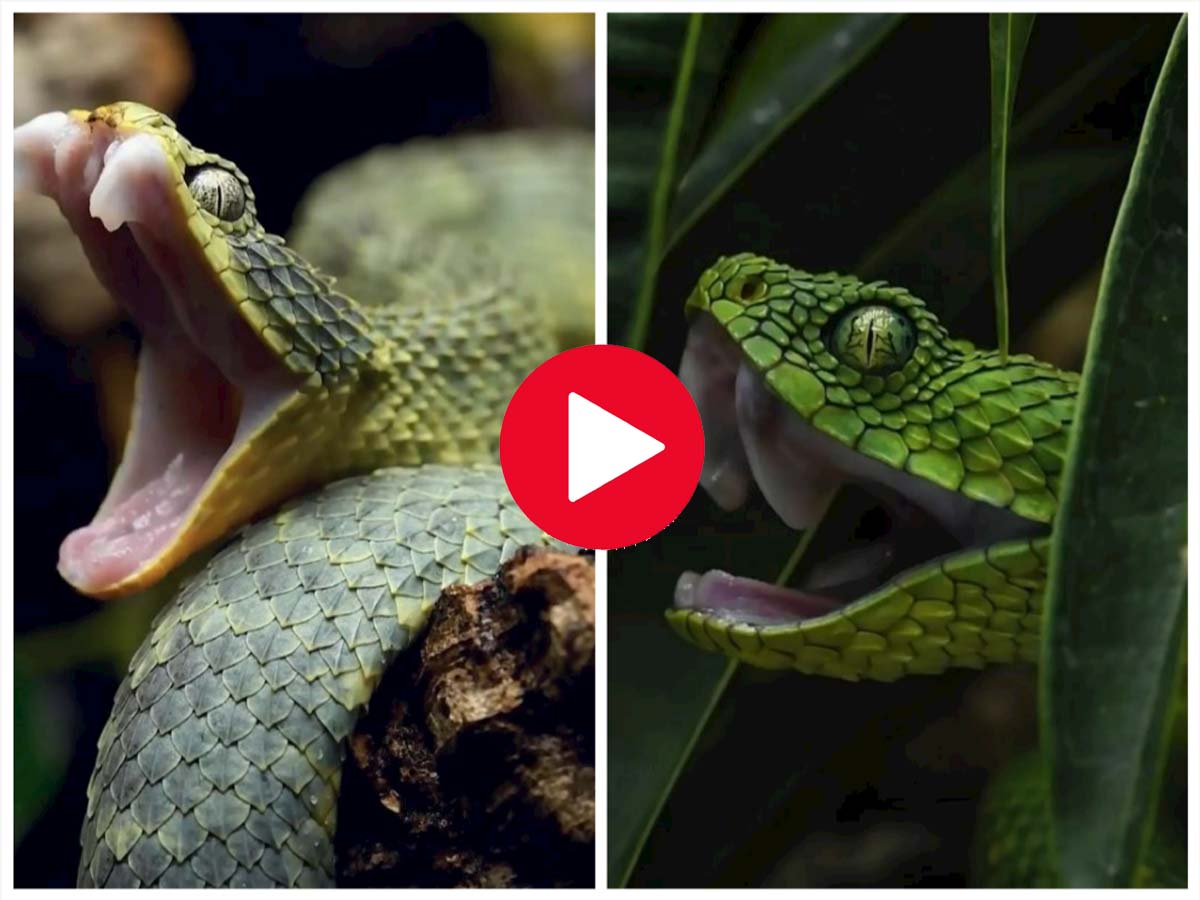 snake viral video snake yawn with big mouth video goes viral | सांप को ...