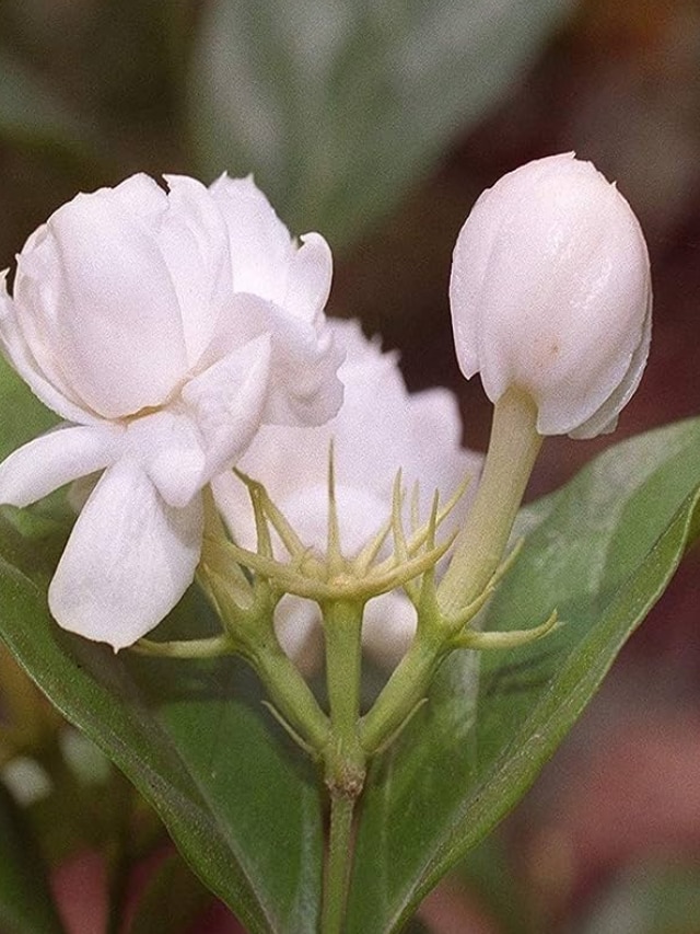 benefits of lucky dream Jasmine Plant kis disha me lagaye jasmine plant ...