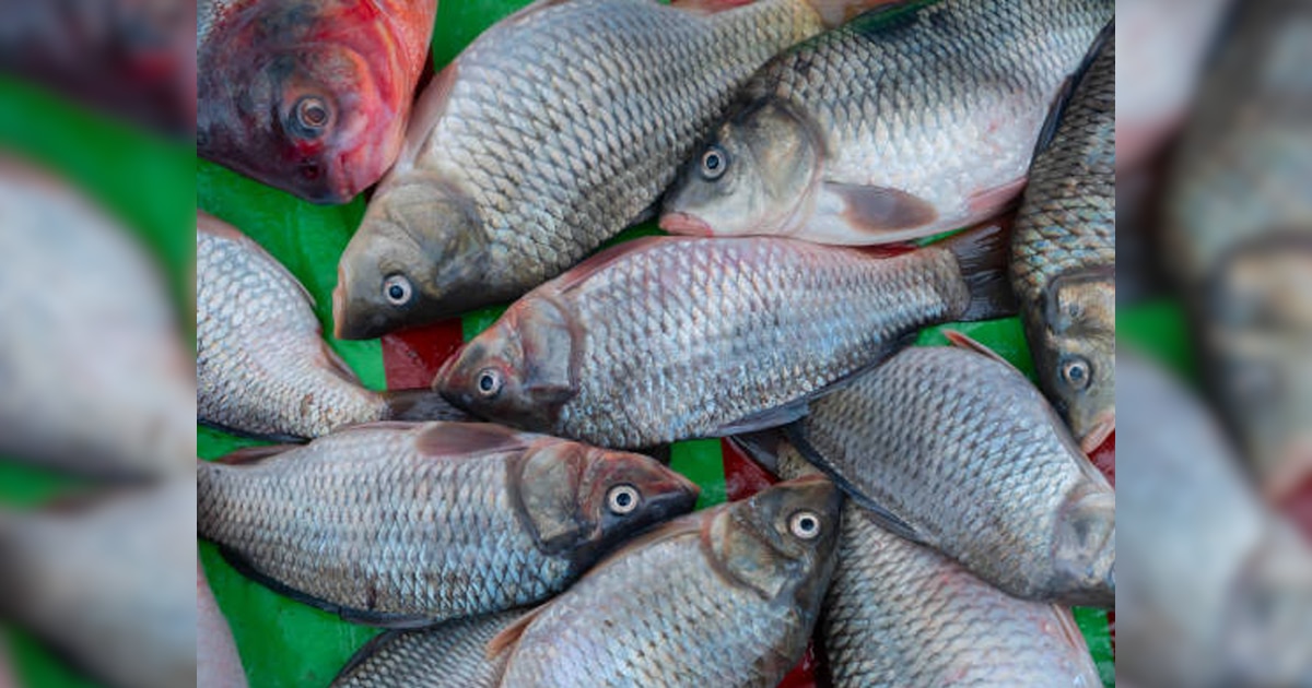 ମାଛର ଦାମ ଶୁଣିଲେ ଉଡ଼ିଯିବ ଆପଣଙ୍କ ହୋସ | Bhekti or barramundi fish sold in ...