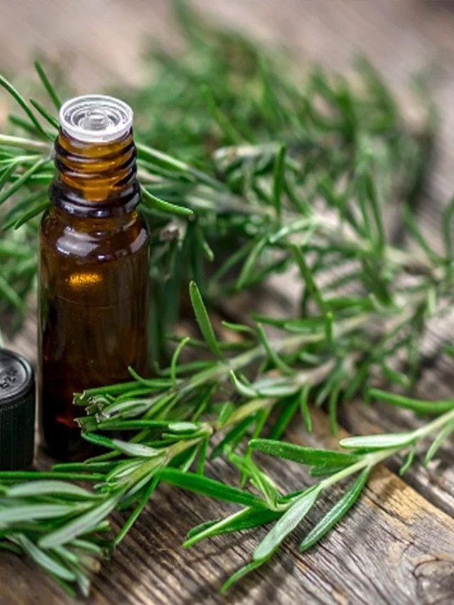 Rosemary Oil For Hair can be dengrous for growth know more about it ...