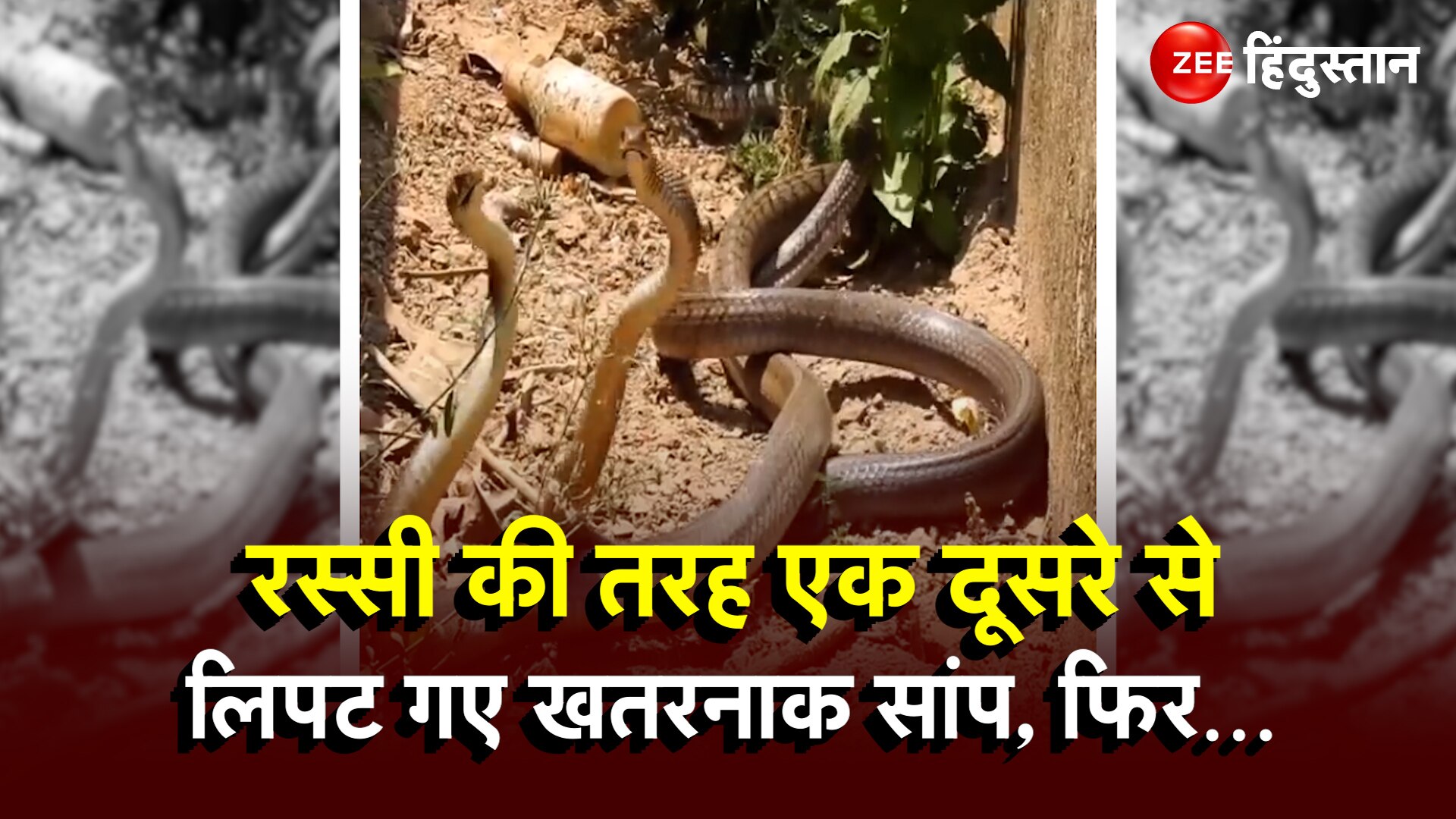 Video of Two Snakes Twirling Around Each Other Goes Viral | Snake Video ...