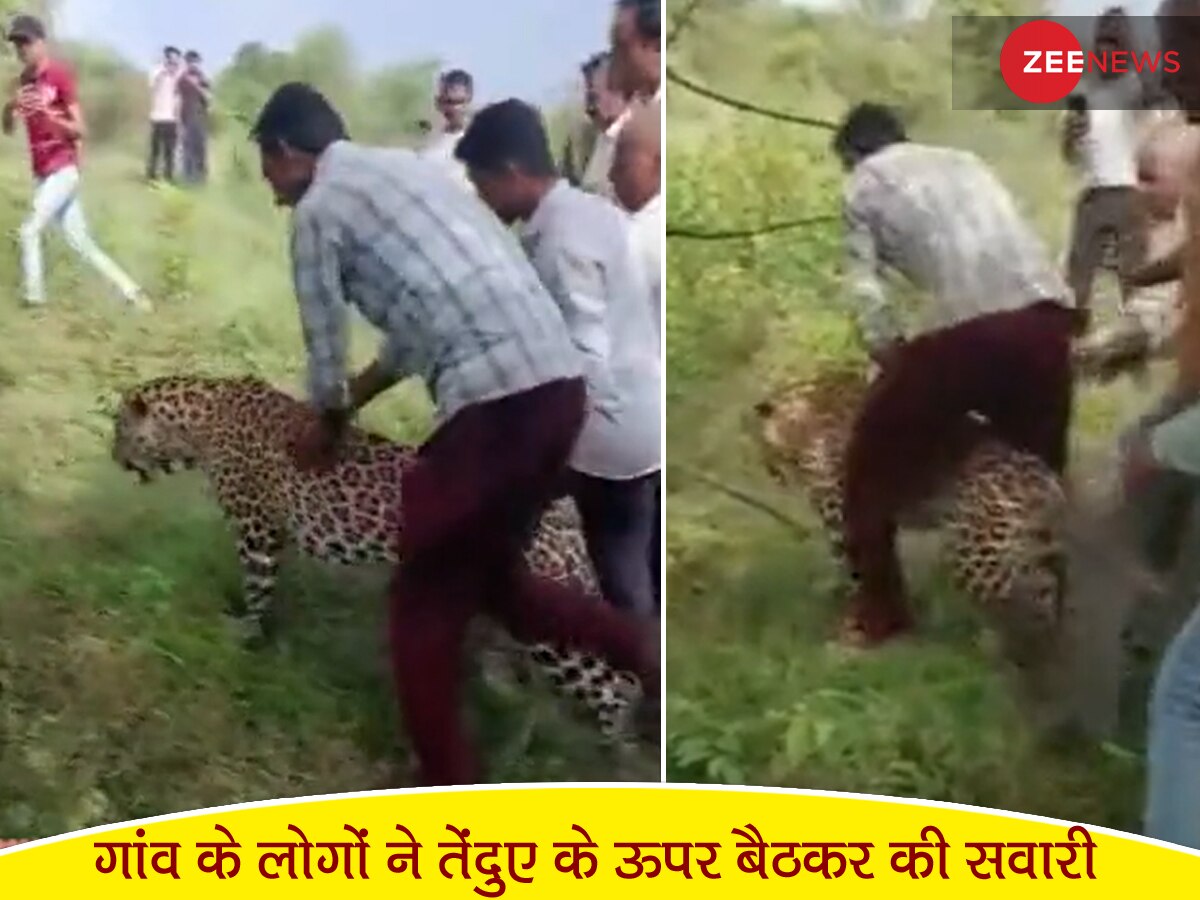 unique story villagers caught a dangerous leopard start riding on its ...