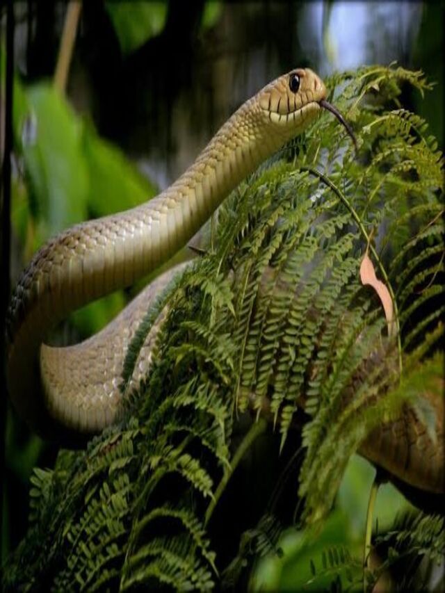 Lifestyle plants in house does madhumalti attract snakes night blooming ...