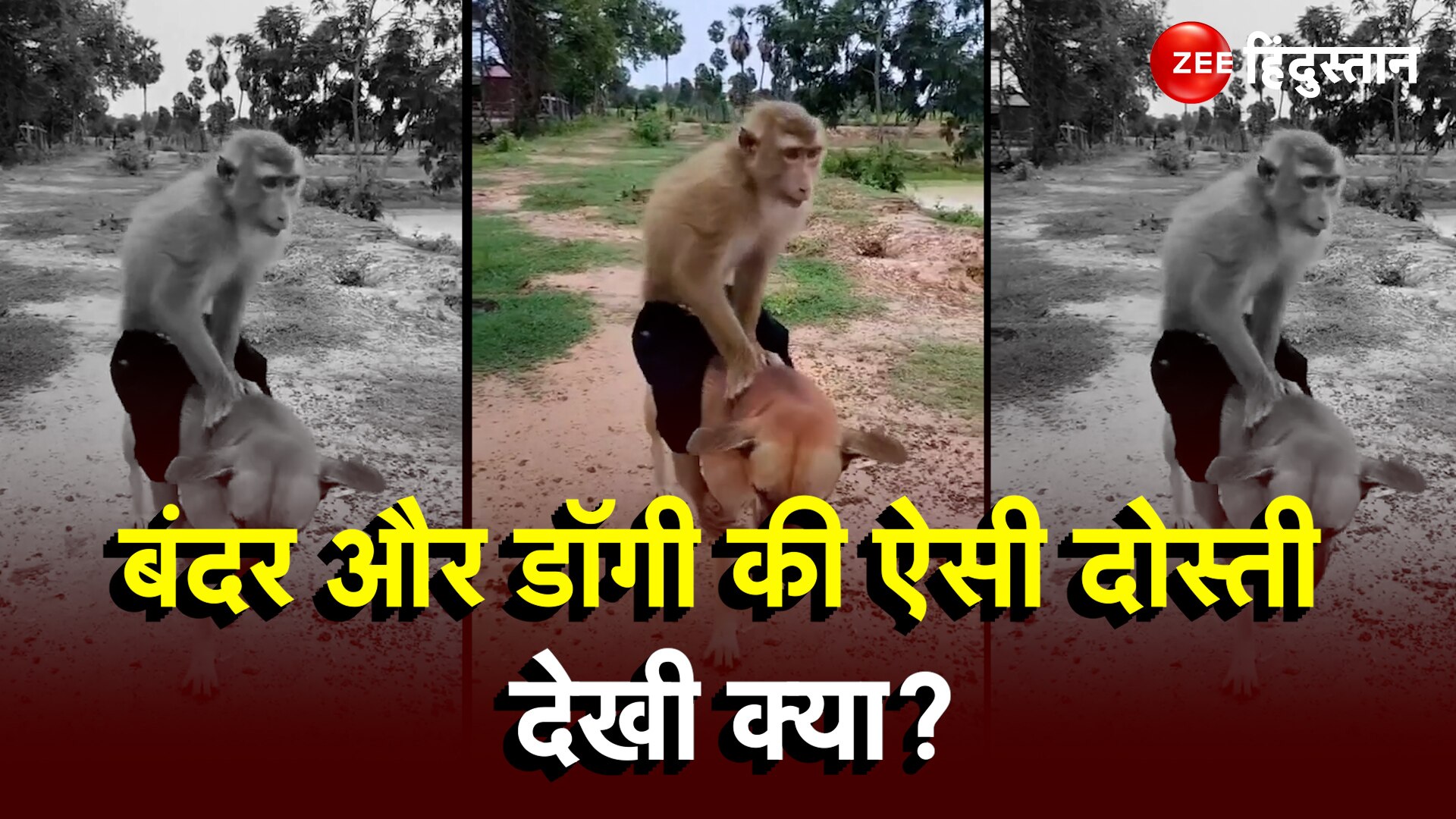 Monkey and dog strike up unlikely friendship video goes viral | Viral ...