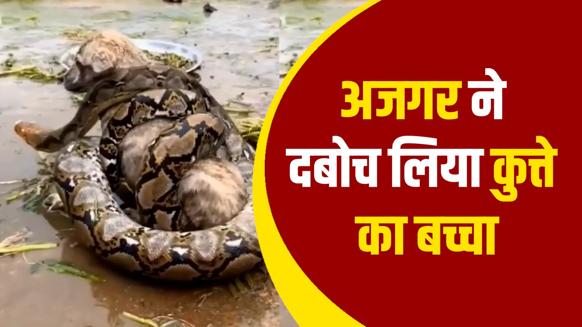python viral video big snake did hunt of cute puppy sad video gone ...
