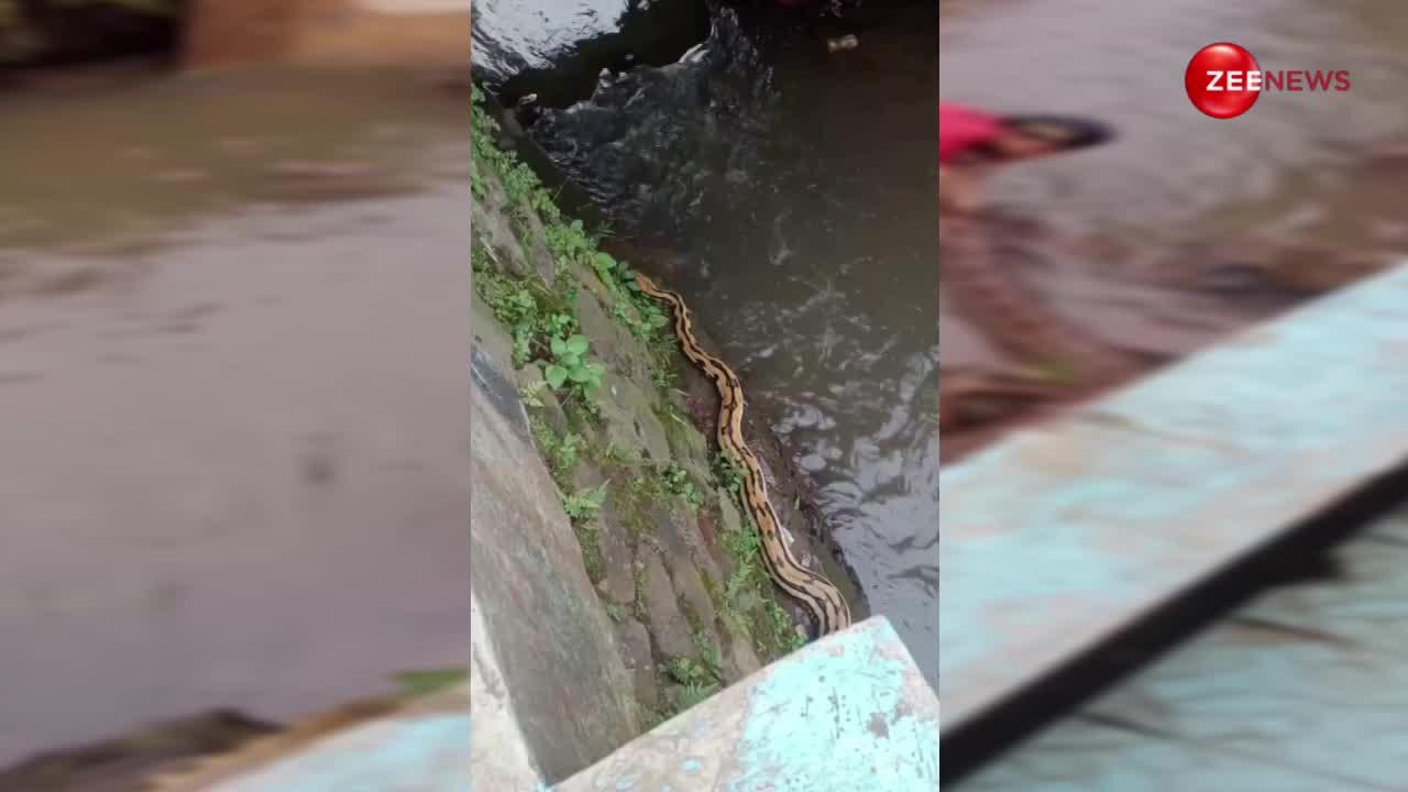 longest 40 feet python ever reached crawling on the river bank duniya ...