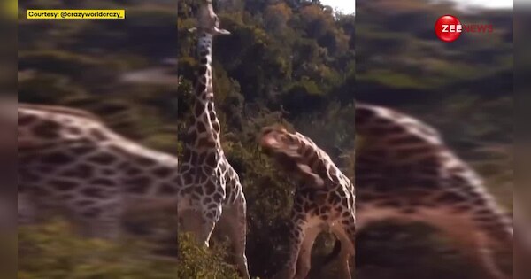 fierce fight between the giraffes beat each other while twisted their necks laugh LOL | LOL! दो ...
