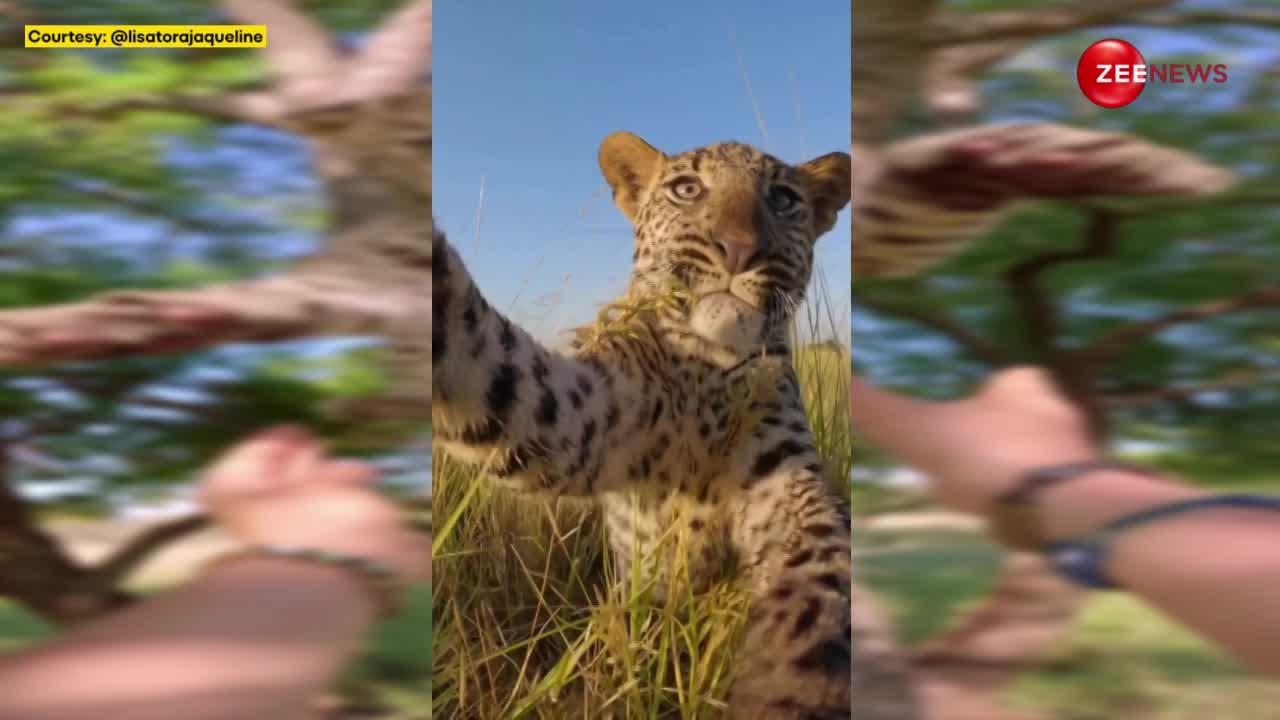 ladki aur cheetah lady unique photoshoot with cheetah watch viral video ...