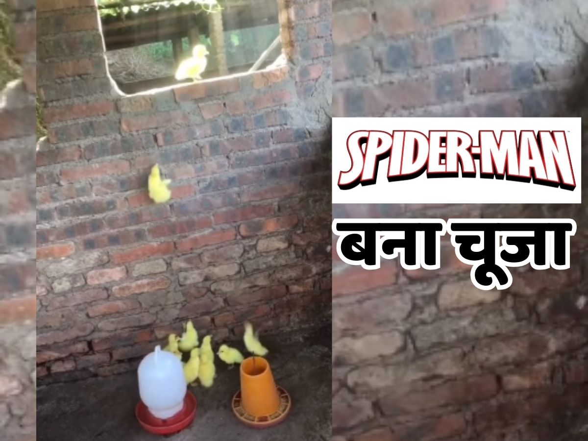 Animal Video Chicken became Spider Man chicken climbed wall like lizard ...