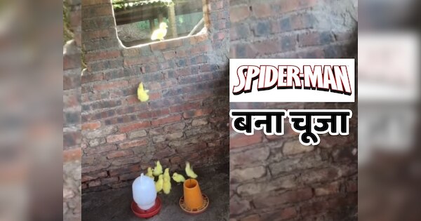 Animal Video Chicken became Spider Man chicken climbed wall like lizard ...