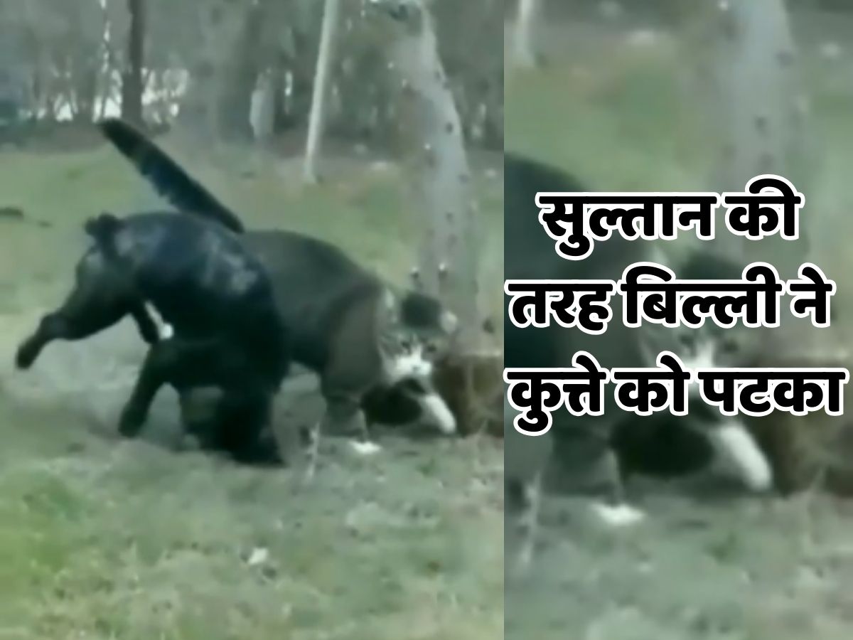 Animal Video Cat domineering style throws dog on ground like Salman ... Animal Video Cat domineering style throws dog on ground like Salman ...