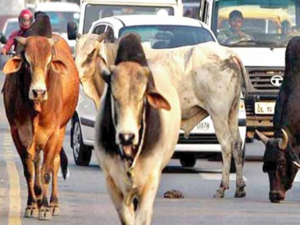 G20 Summit stray animals Ban on Delhi roads igi airport lg vk saxena ...
