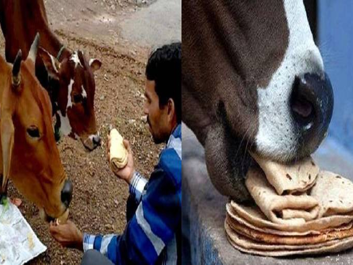 हफ्ते के ये 3 दिन गाय को खिला दें रोटी, 15 दिन में दूर हो जाएंगी ये ... हफ्ते के ये 3 दिन गाय को खिला दें रोटी, 15 दिन में दूर हो जाएंगी ये ...
