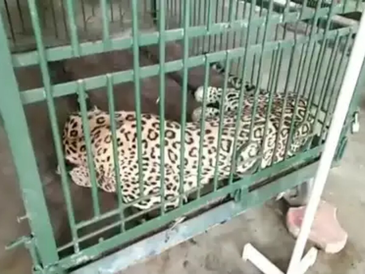 Sick Leopard Behaving Like Cow People Take Selfie And Riding On Back ...