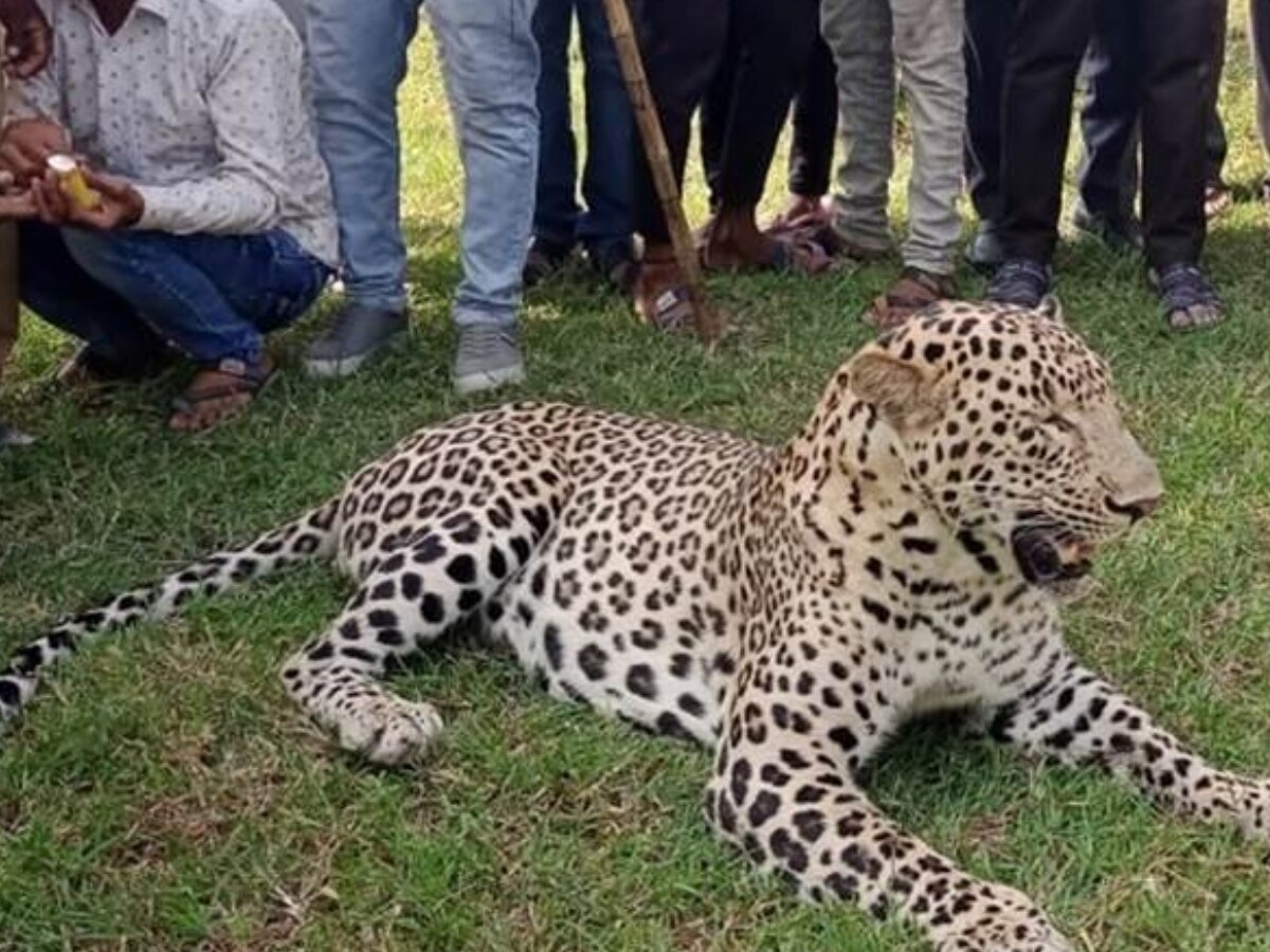 Sick Leopard Behaving Like Cow People Take Selfie And Riding On Back ...