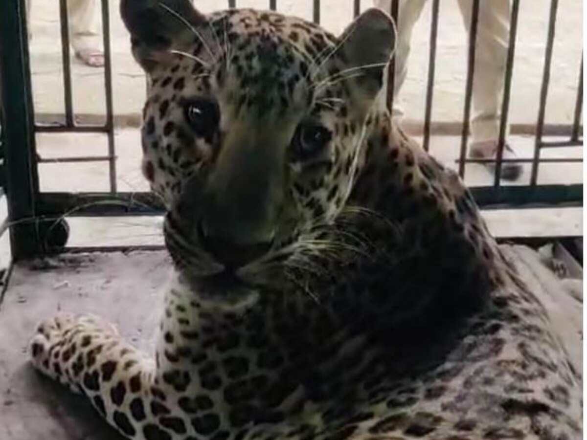 Sick Leopard Behaving Like Cow People Take Selfie And Riding On Back ...