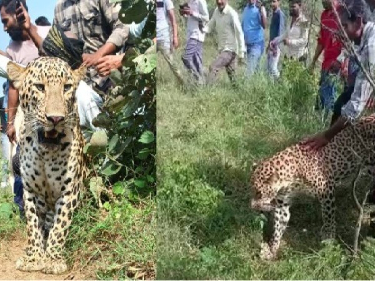 Sick Leopard Behaving Like Cow People Take Selfie And Riding On Back ...
