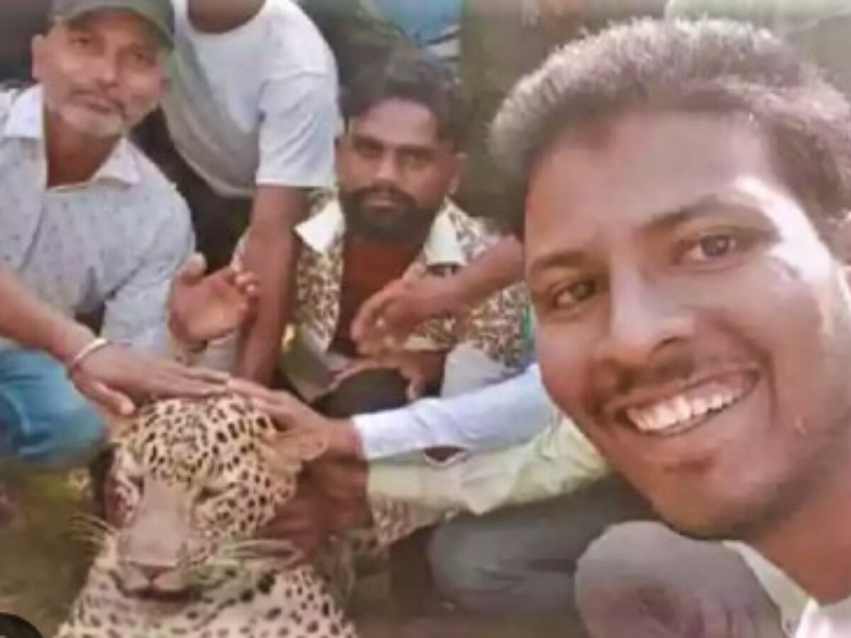 Sick Leopard Behaving Like Cow People Take Selfie And Riding On Back ...