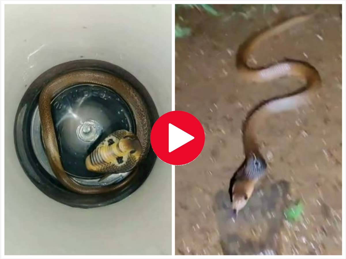 snake viral video baby snake rise his hood video goes viral | नाग के ...