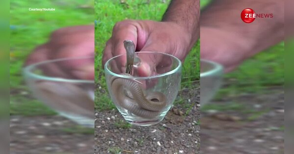 Baby cobra came out of tea cup you will be surprised to see the skin ...