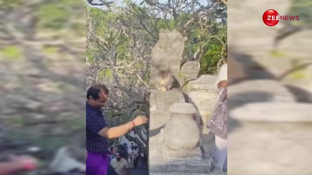 monkey steal mans chashma woman trick to tak back glasses watch bandar ...