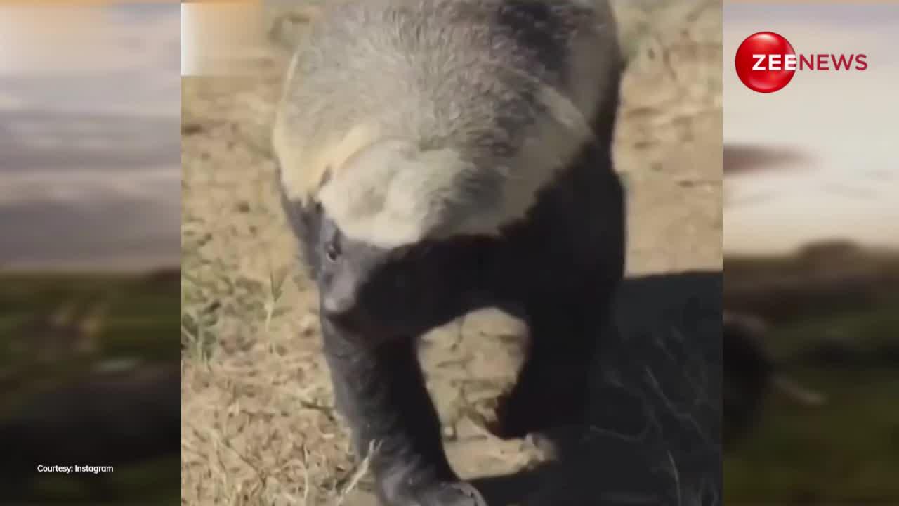 honey badger is the most dangerous creature in the world poison of king ...