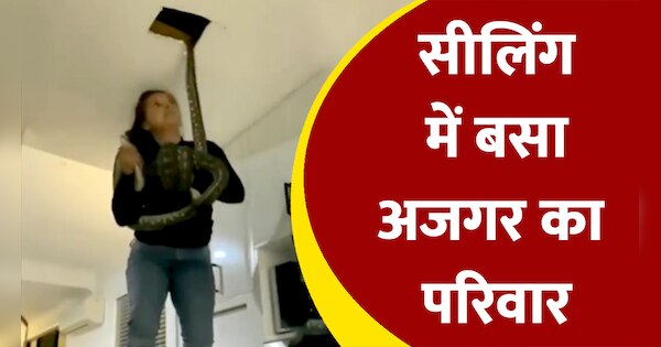 Girl rescued couple of pythons from kitchen ceiling watch terrifying ...