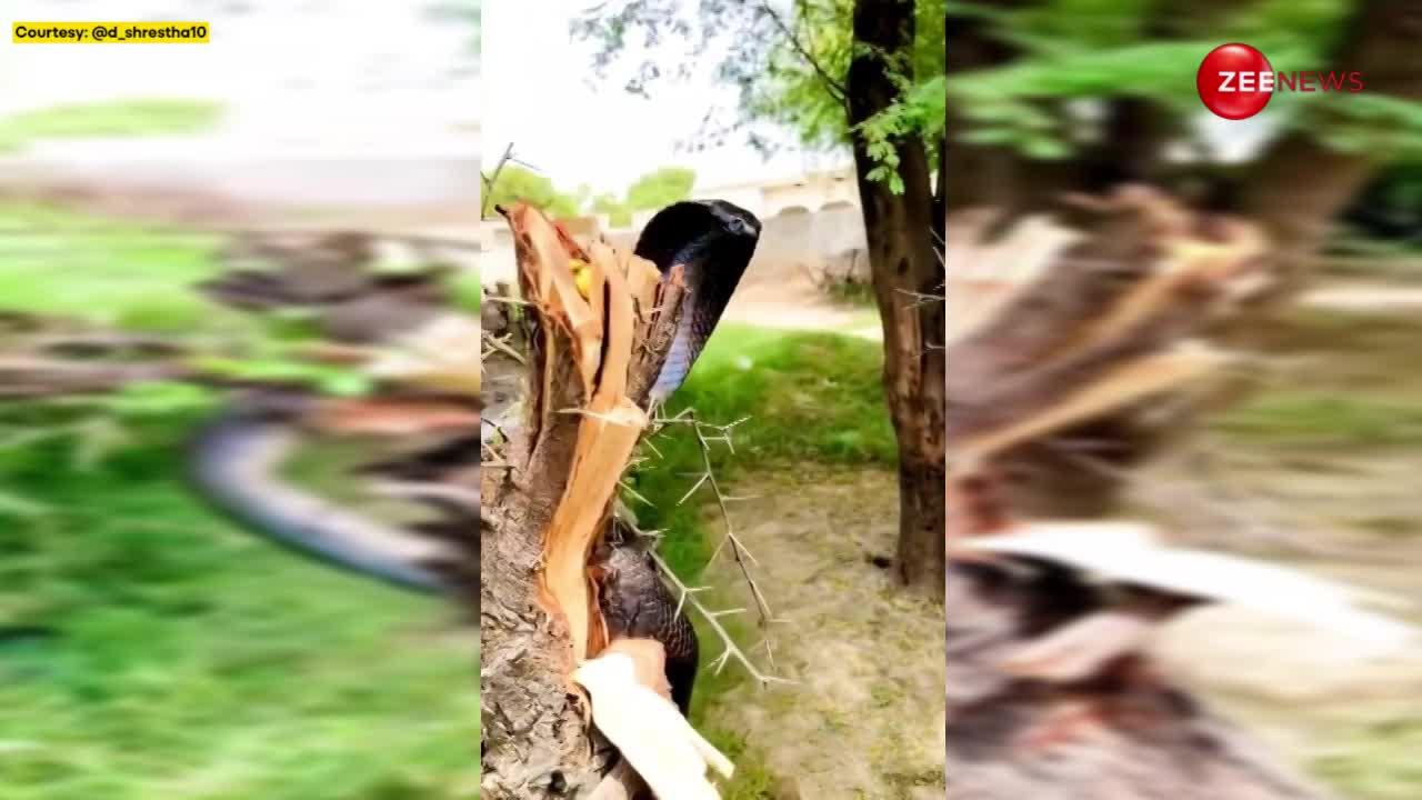 king cobra snake showed great tricks by hanging upside down on a thorny ...