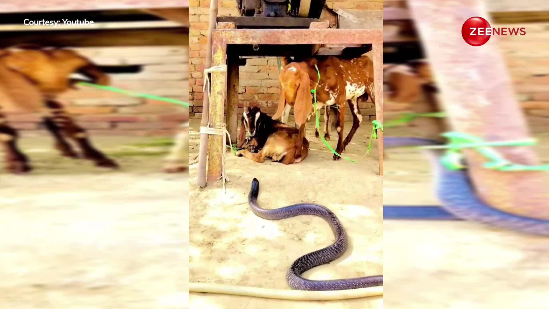 most dangerous and 40 feet long king cobra attacked goats Weak hearted ...
