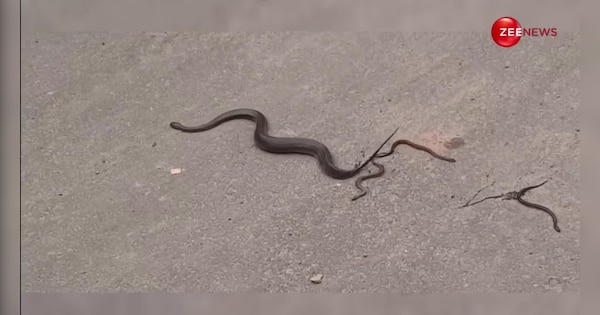 Cobra gave birth to 6 children people saw this video for the first time ...