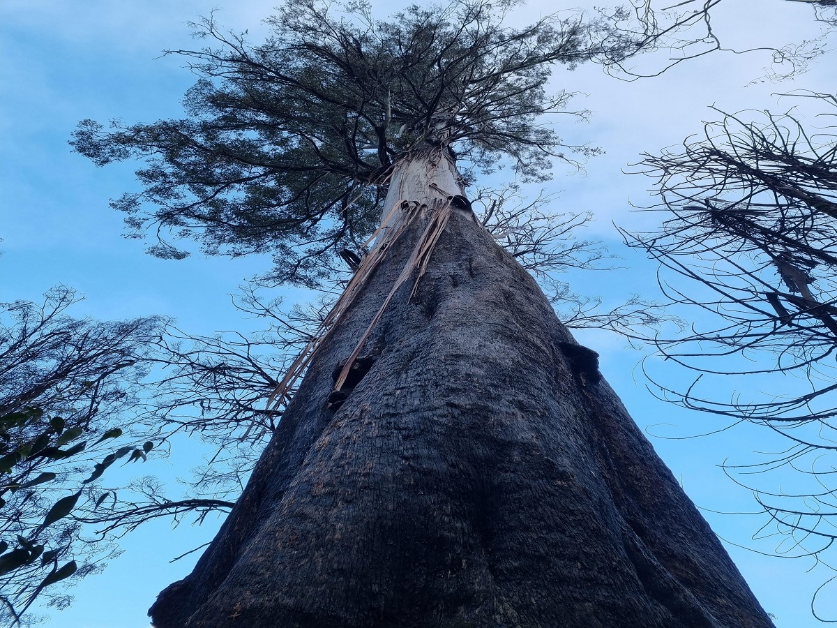 world tallest tree doerner fir, menara, sitka spruce, centurion ...
