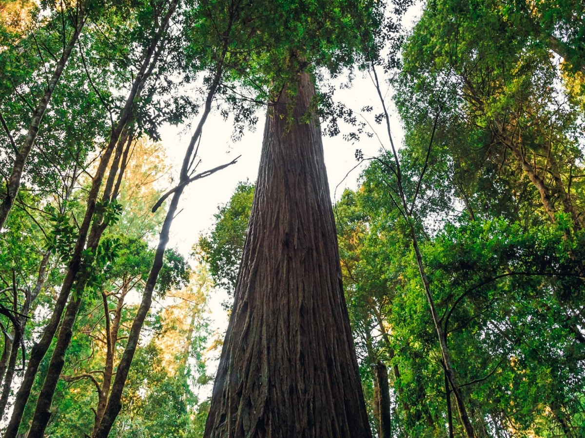 world tallest tree doerner fir, menara, sitka spruce, centurion ...