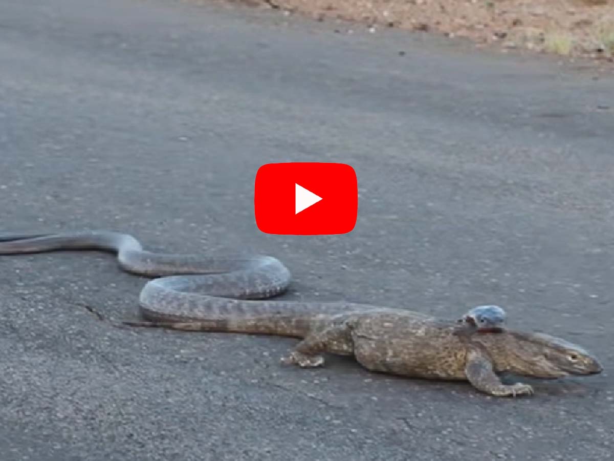 snake viral video snake and monitor lizard fight video goes viral ...