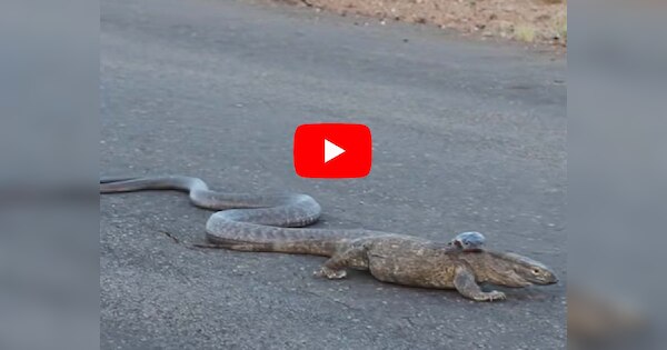 snake viral video snake and monitor lizard fight video goes viral ...
