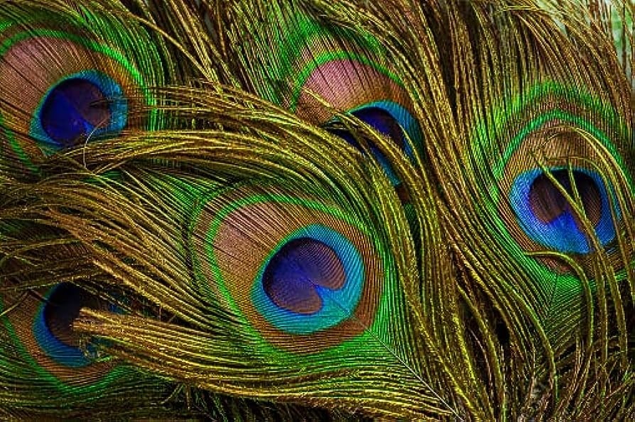 Vastu Tips for home peacock feather benefits astro tips in hindi ghar ...