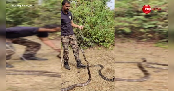 king cobra man caught the worlds longest snake in this way name is ...
