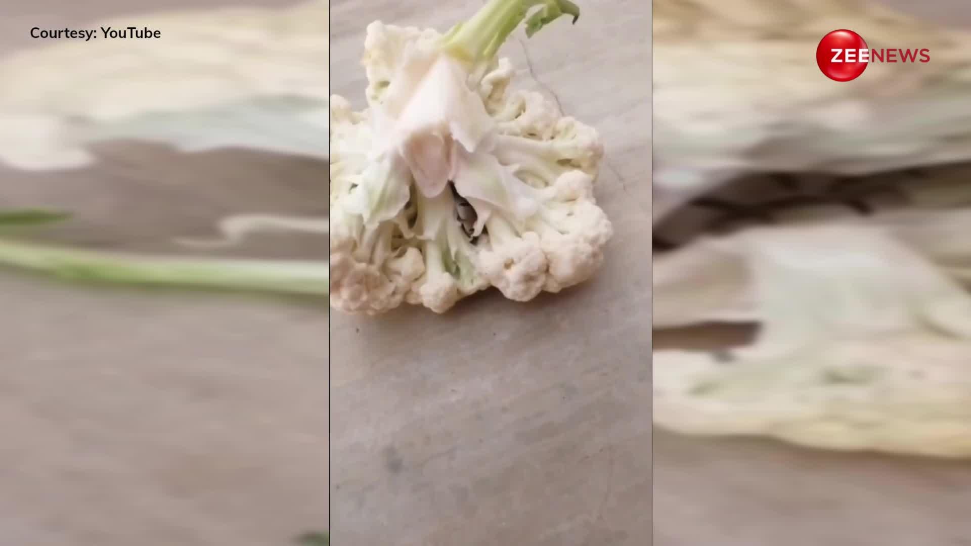 king cobra in cauliflower man cook food snake came out from gobhi be ...