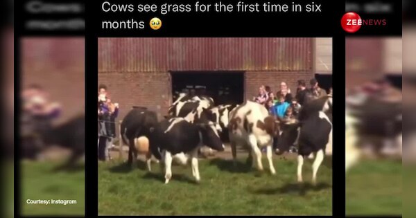cows were taken out of the closed place after 6 months they started ...