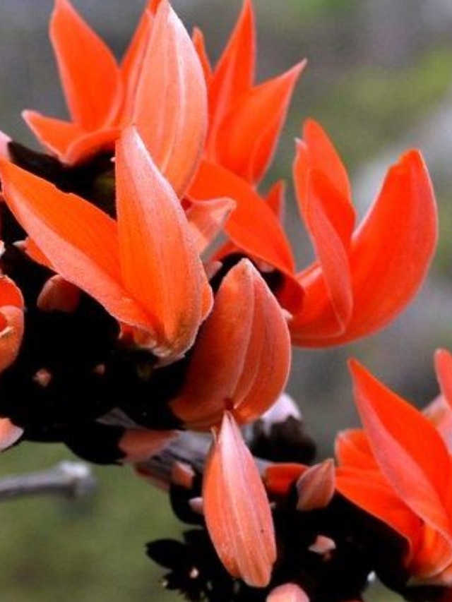 Janmashtami 2023 ke upay Lord Krishna favorite Palash Plant benefits ...