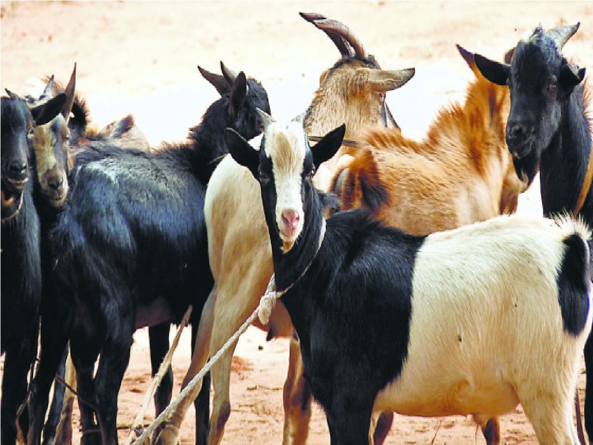Nawada Villagers caught goat thieves coming in Scorpio car Bihar police ...