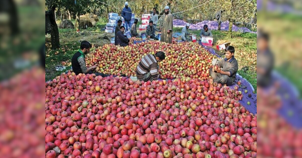 Apple Farming: ଘାଟିରେ ହେଉଛି ହାଇବ୍ରିଡ୍ ଆପଲ୍ ଉତ୍ପାଦନ: ଜାଣନ୍ତୁ କେତେ ରୋଜଗାର ...