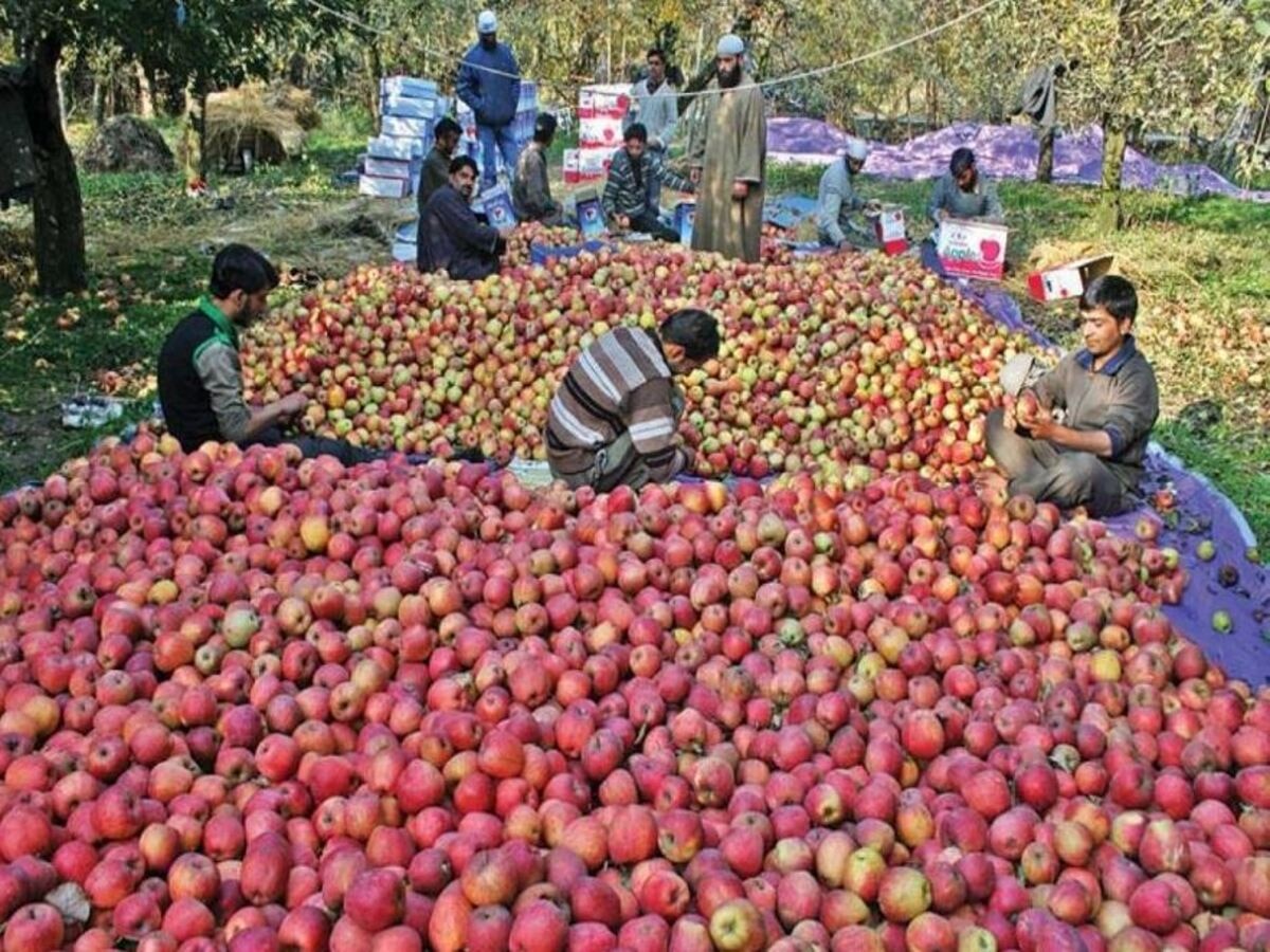 Apple Farming: ଘାଟିରେ ହେଉଛି ହାଇବ୍ରିଡ୍ ଆପଲ୍ ଉତ୍ପାଦନ: ଜାଣନ୍ତୁ କେତେ ରୋଜଗାର ...