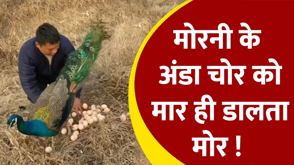 Male peacock attacked aggressively man stealing eggs of female peacock ...