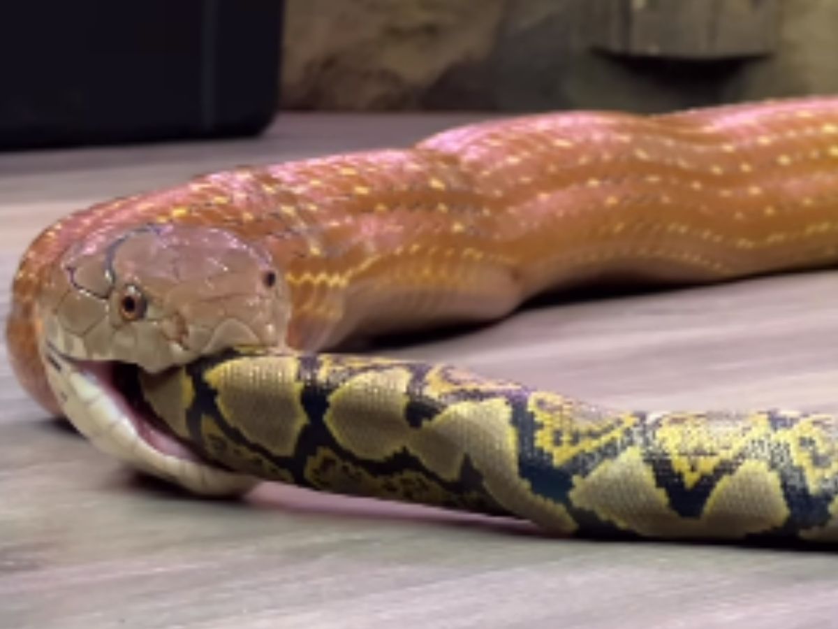 Snake Video Python swallowed a live cobralike noodles watch scary video ...