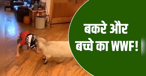 People were surprised to see the WWF of kid and goat people said that ...