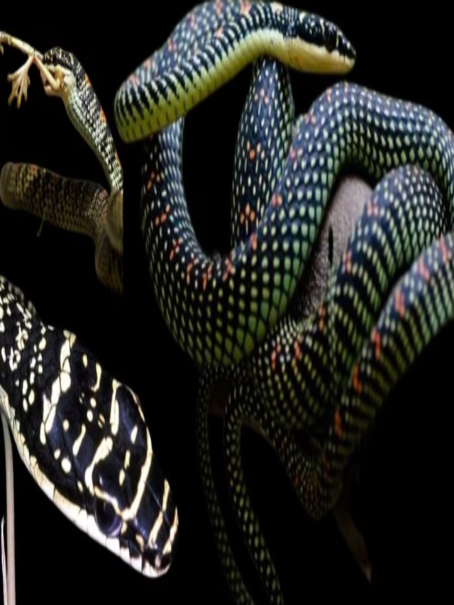 snake poison medicine name snake venom poison to kill snakes news snake ...
