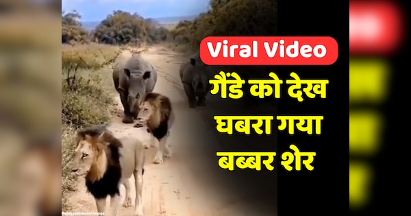 Viral Video Babbar Sher lion heart started beating fast due to the ...